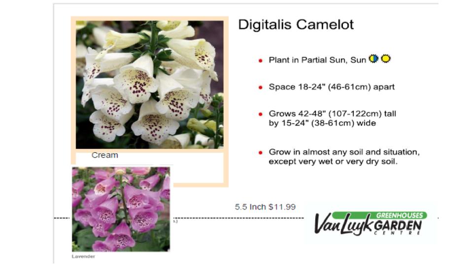 Common Foxglove - Digitalis Camelot Cream - VanLuyk Garden Centre