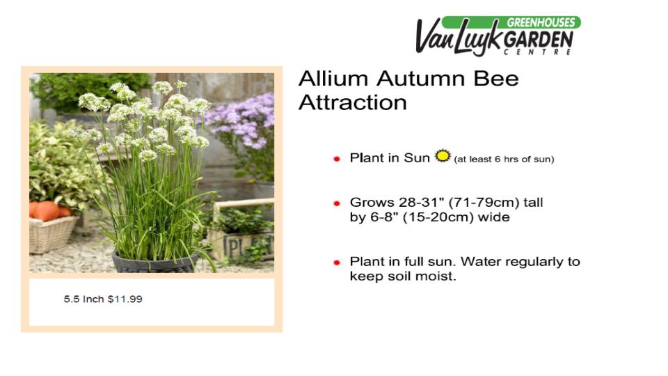 Fat Leaf Allium - Allium Autumn Bee Attraction - VanLuyk Garden Centre
