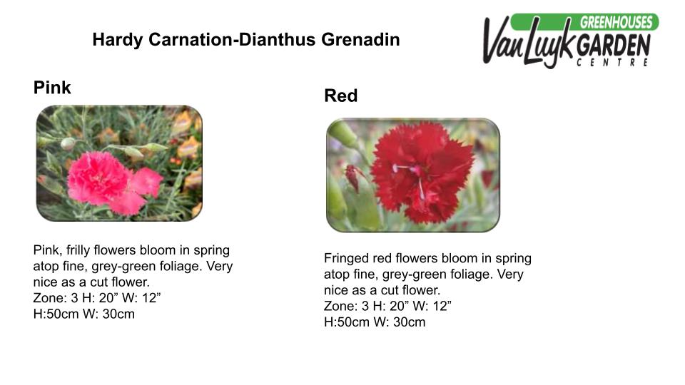 Hardy Carnation-Dianthus Grenadin Red - VanLuyk Garden Centre