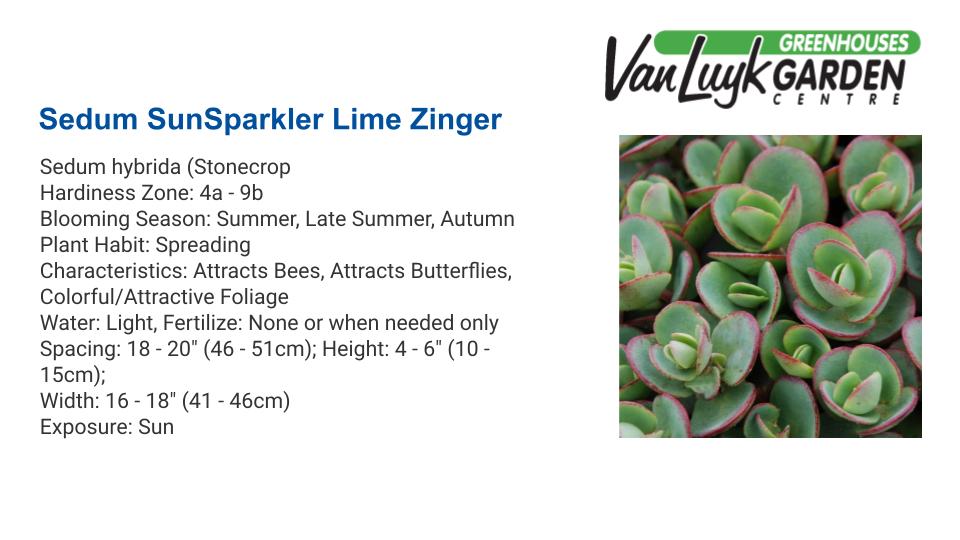 Sedum Sunsparkler 'Lime Zinger' - VanLuyk Garden Centre