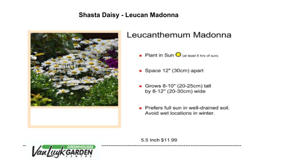 Shasta Daisy - Leucan Madonna - VanLuyk Garden Centre