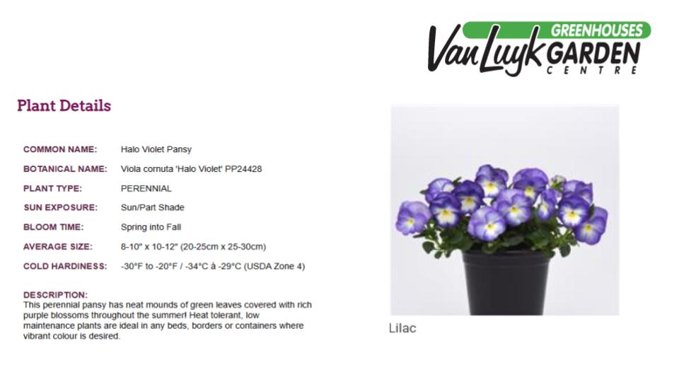 Viola Lilac - VanLuyk Garden Centre