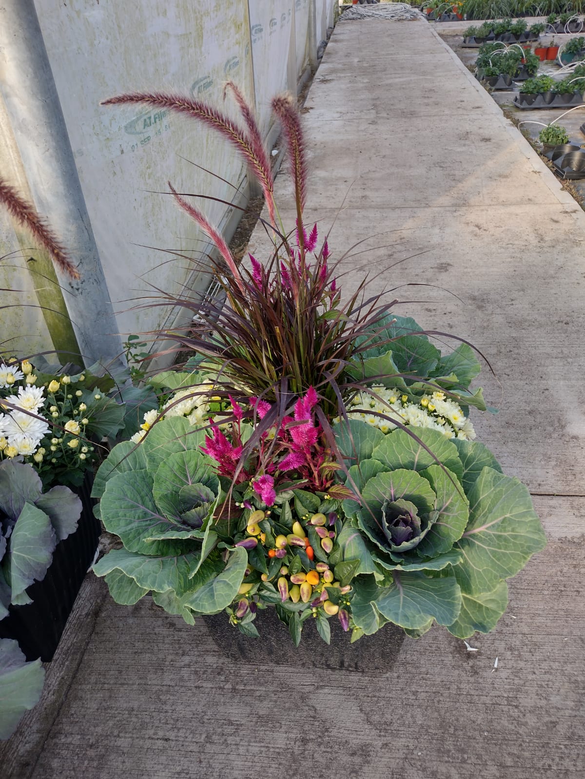 Mums Mix - 12" Bowl - VanLuyk Garden Centre