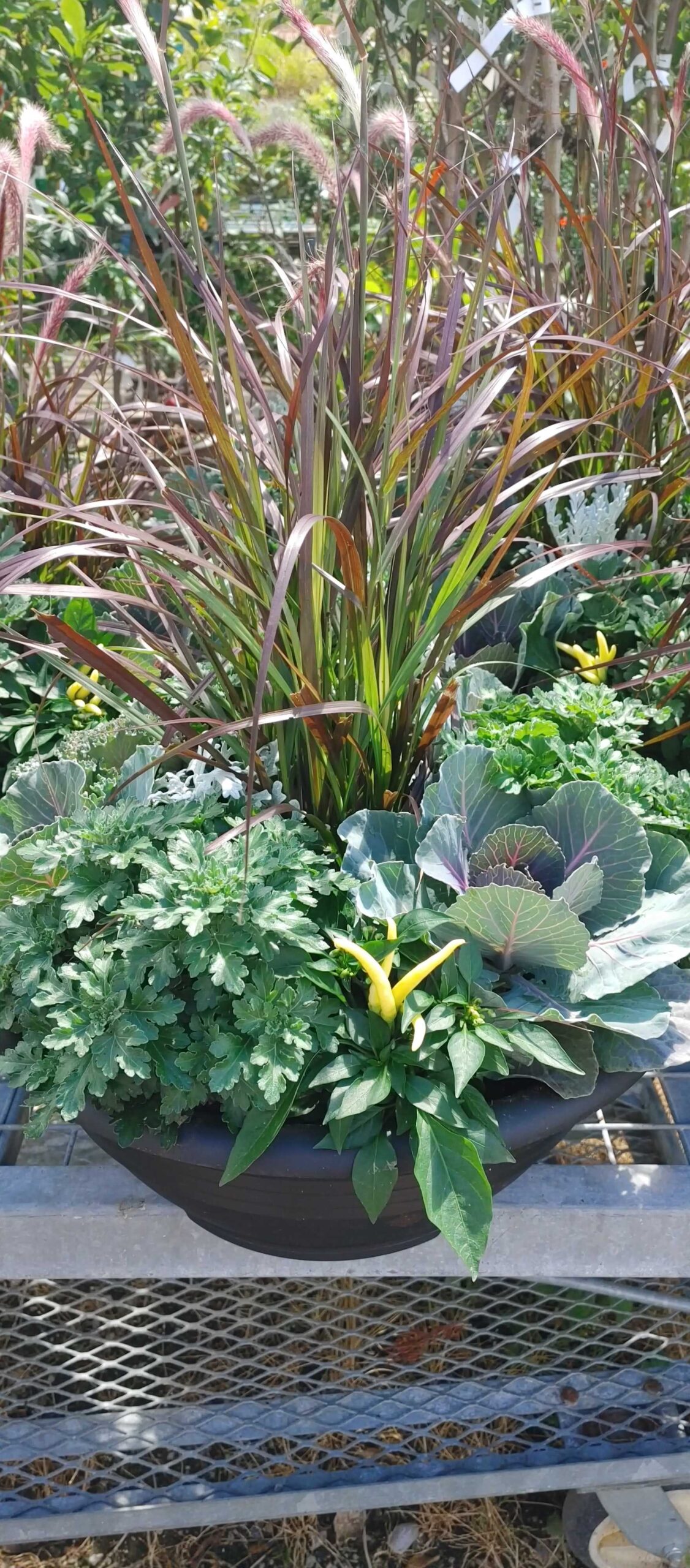 Mums Mix - 10" Bowl - VanLuyk Garden Centre