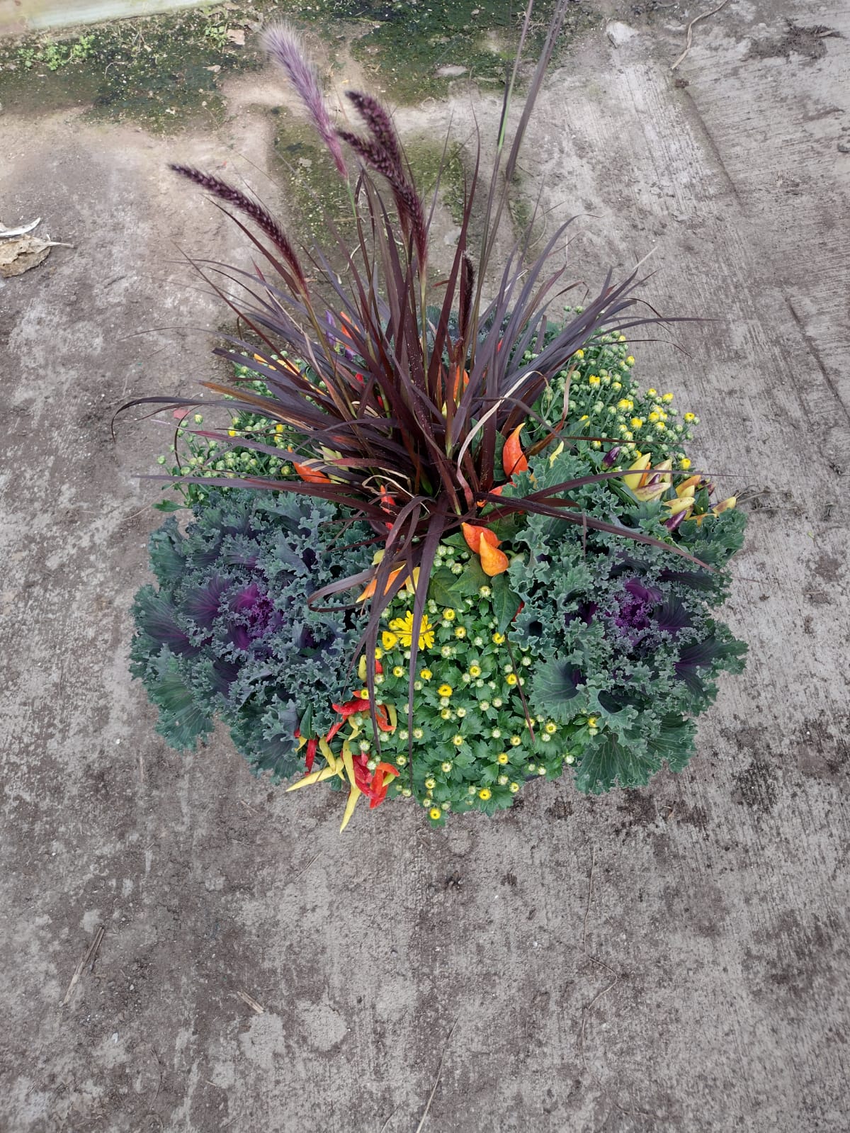 Mums Mix - 14" Bowl - VanLuyk Garden Centre
