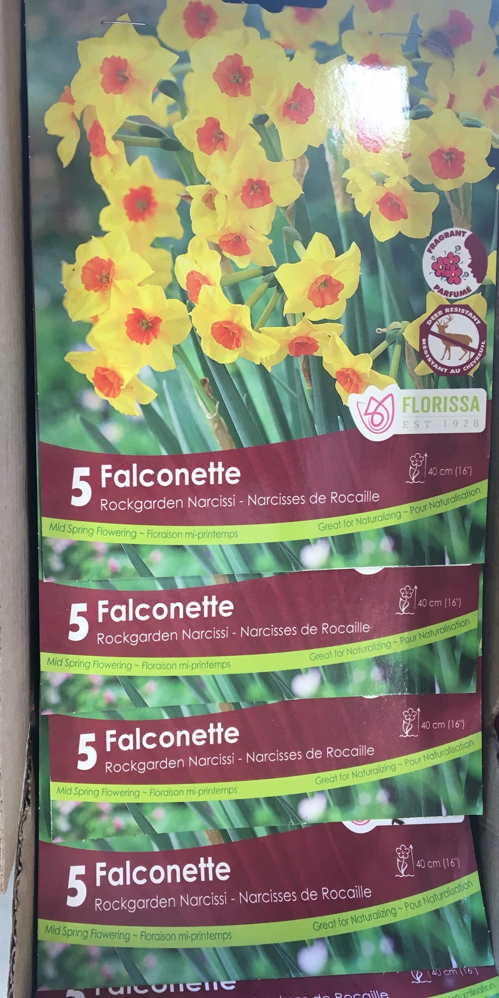 Falconette Bulbs - VanLuyk Garden Centre