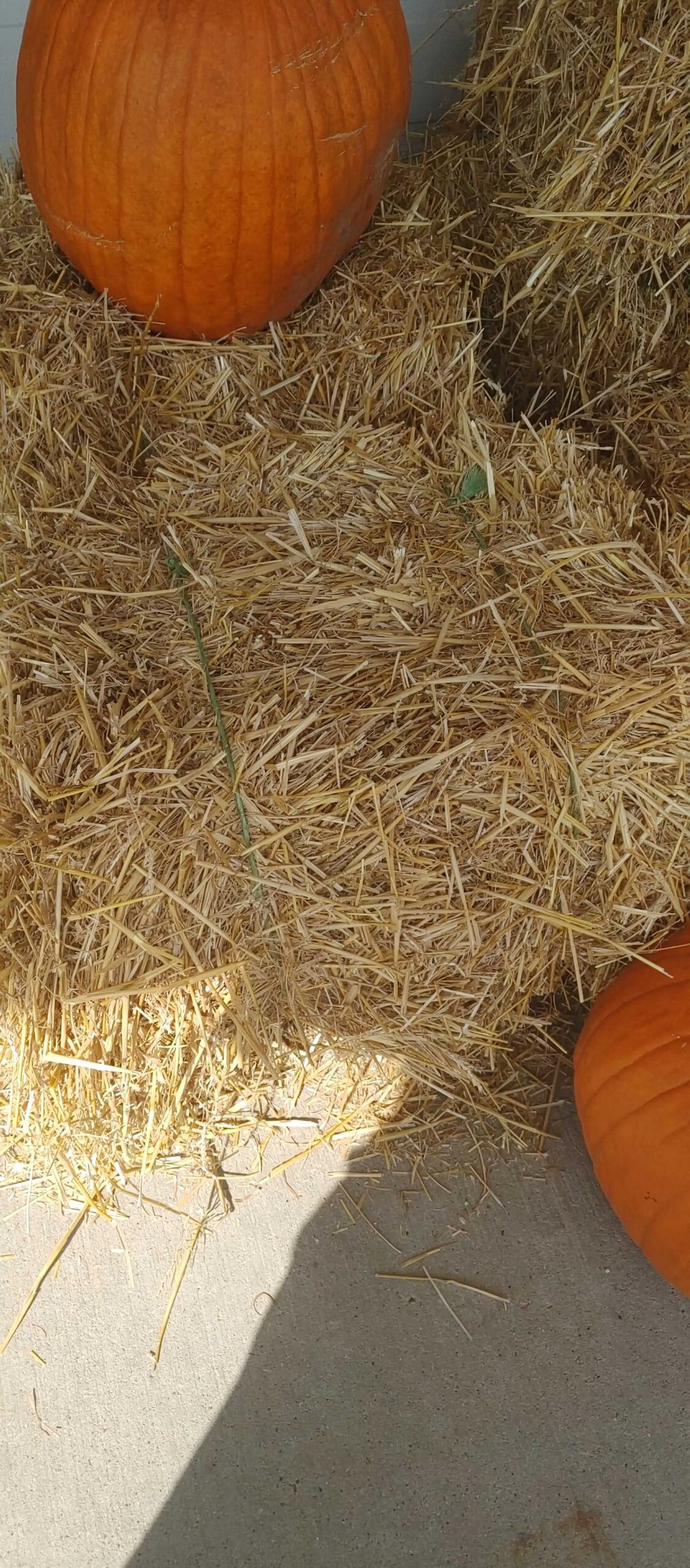Small Straw Bale - VanLuyk Garden Centre