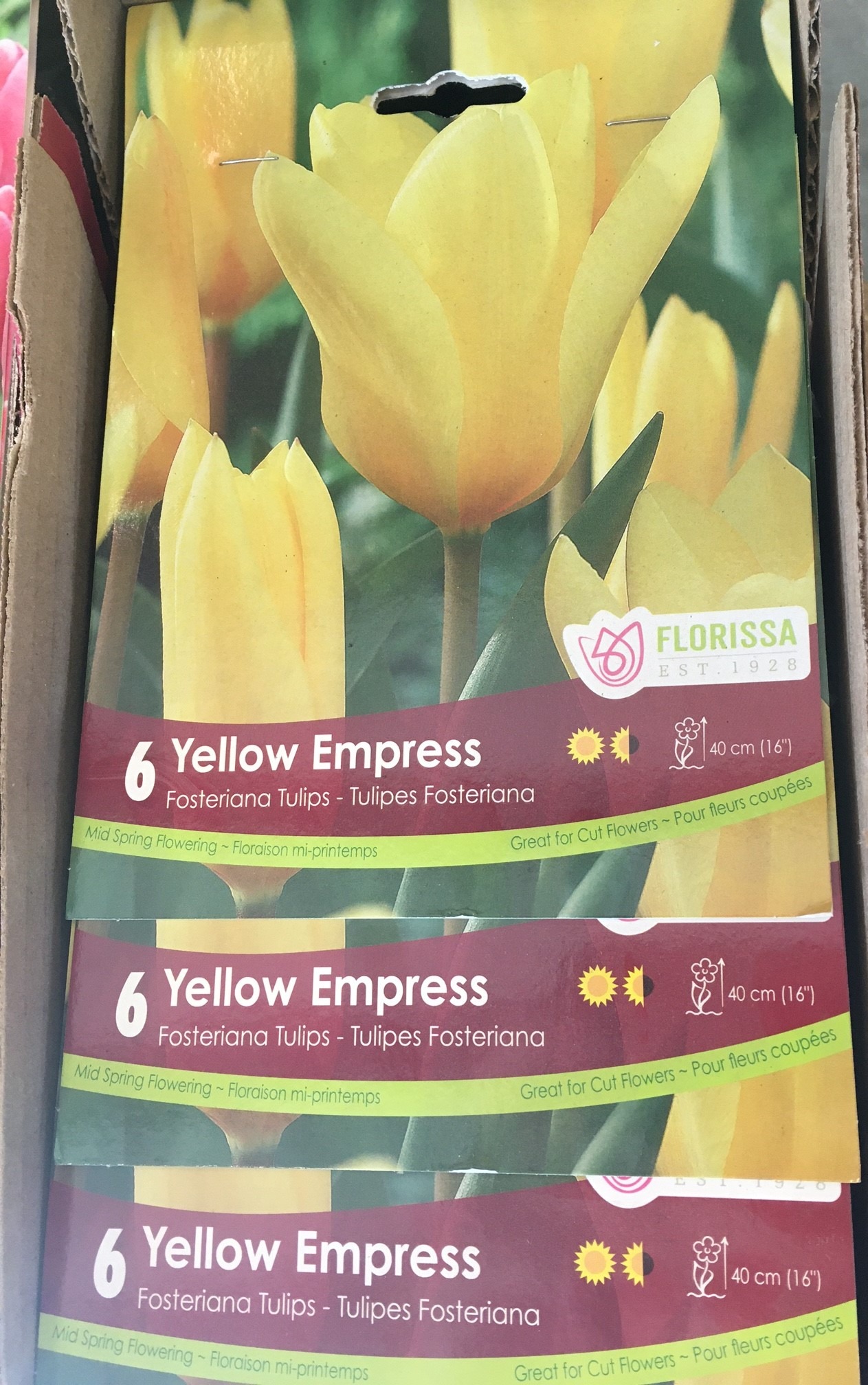 Yellow Empress Tulip Bulb - VanLuyk Garden Centre