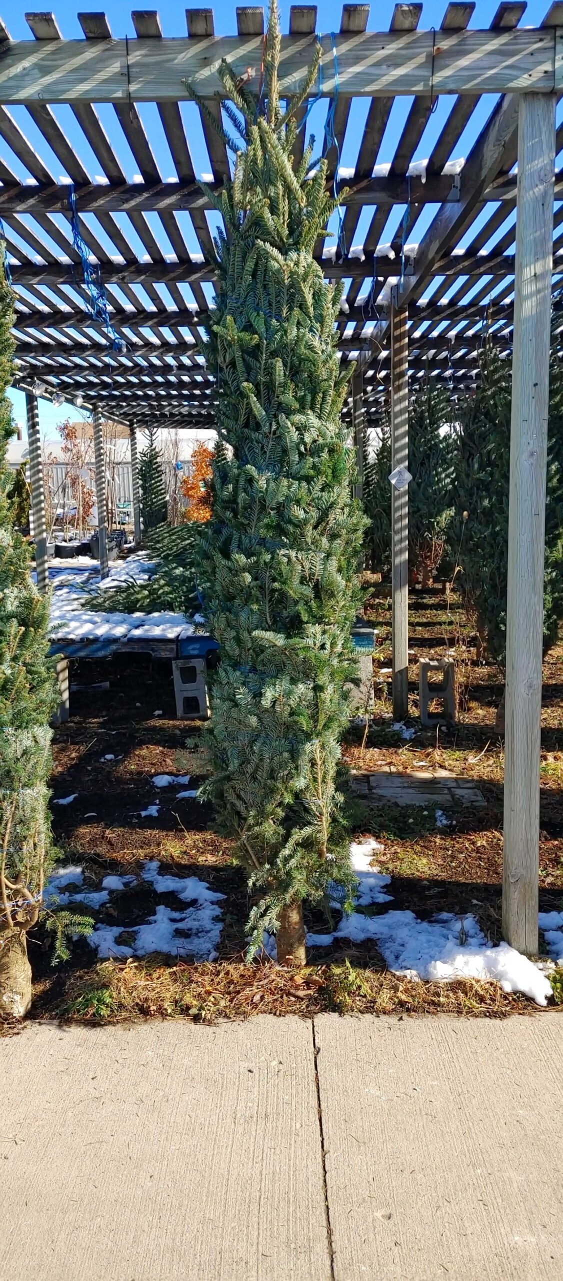 Fir - Fraser 7' - VanLuyk Garden Centre